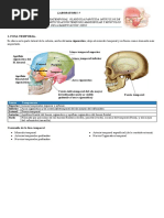 Región Geniana o Región de La Mejilla | PDF | Anatomía | Anatomía humana