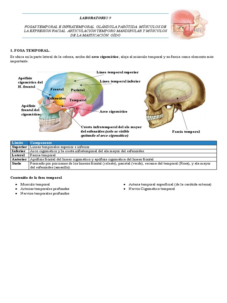 Lab 9 de Macro | PDF | Oído | Sistema musculoesquelético