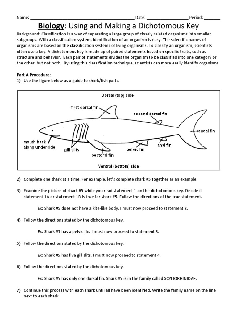 Creating a Dichotomous Key for Sharks | PDF