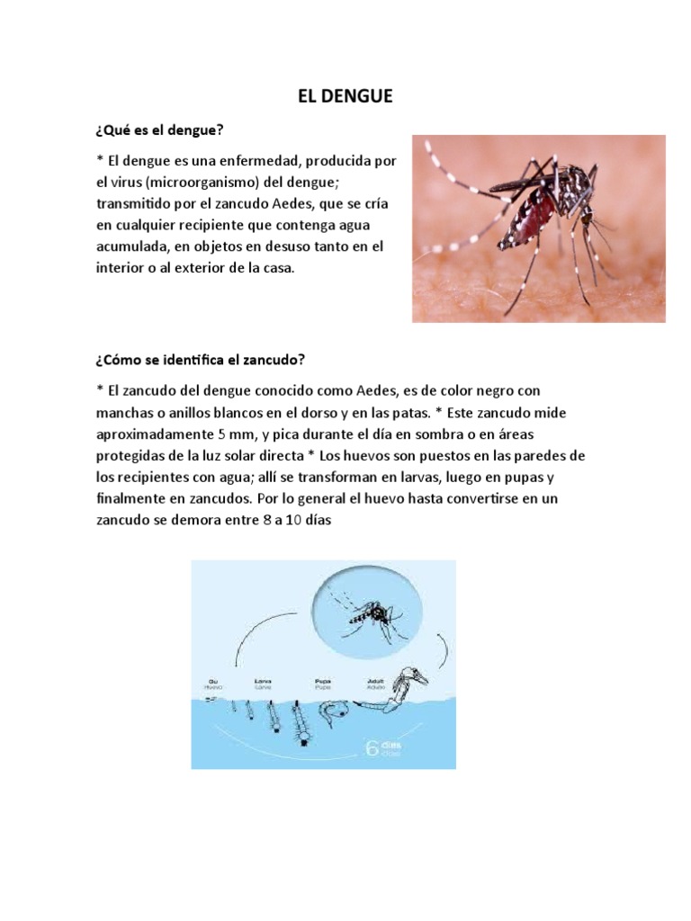 El Dengue | PDF | Salud y bienestar