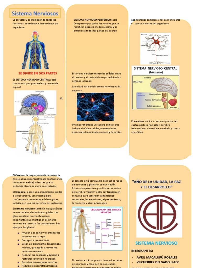 Triptico Sistema Nervioso | PDF | Cerebro | Sistema nervioso