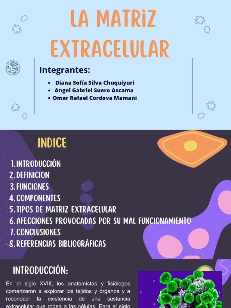 S7 La Matriz Extracelular Pdf La Matriz Extracelular Colágeno