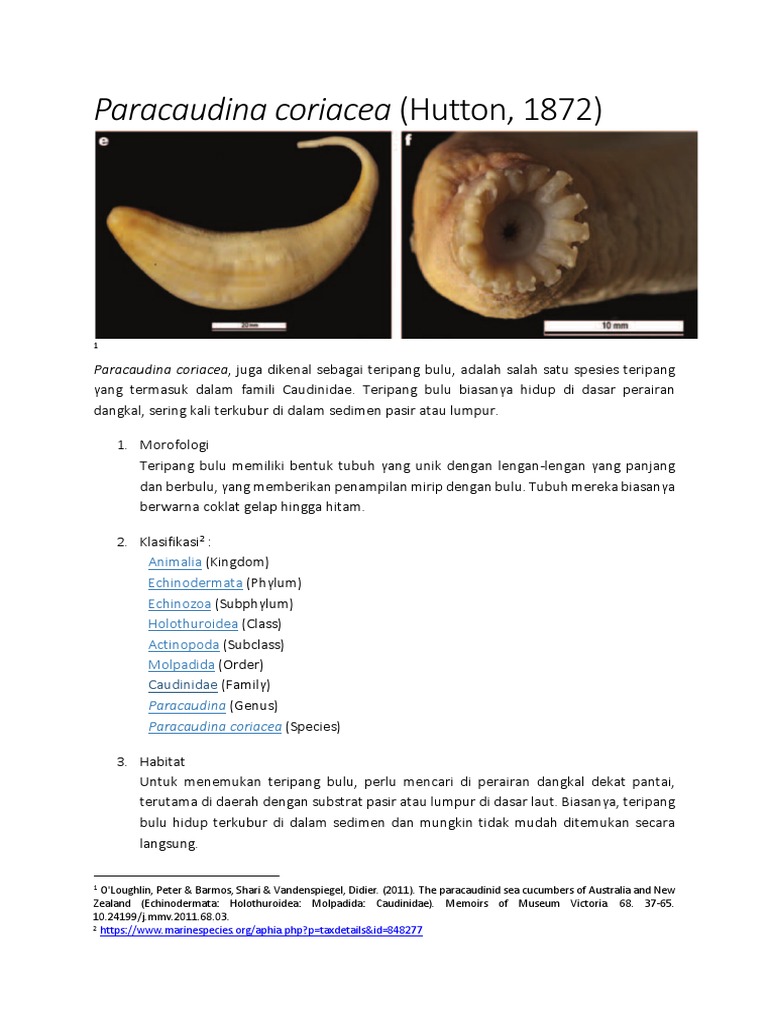 Teripang Bulu: Habitat dan Manfaat | PDF