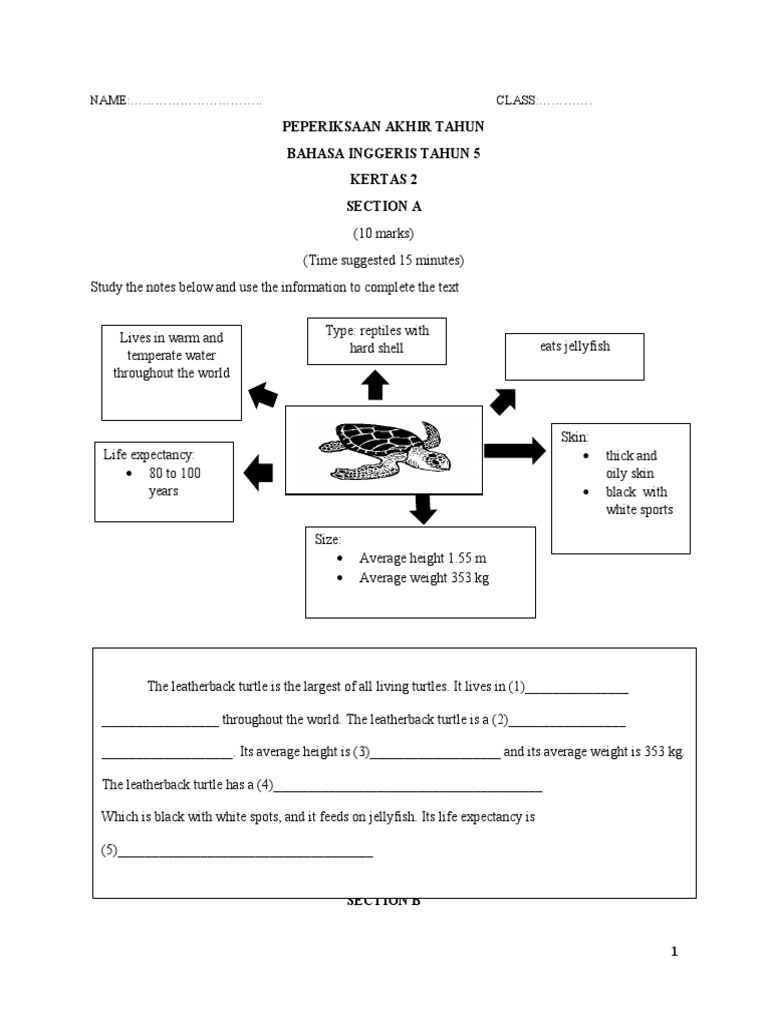 Year 5 English Exam Paper | PDF | Turtle