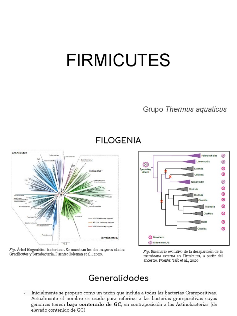 Firmicutes: Filogenia y Clases Principales | PDF | Las bacterias ...