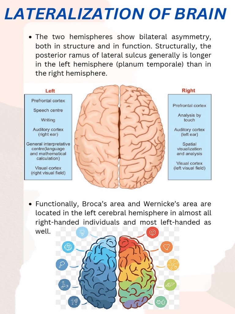 Brain Hemisphere Lateralization | PDF