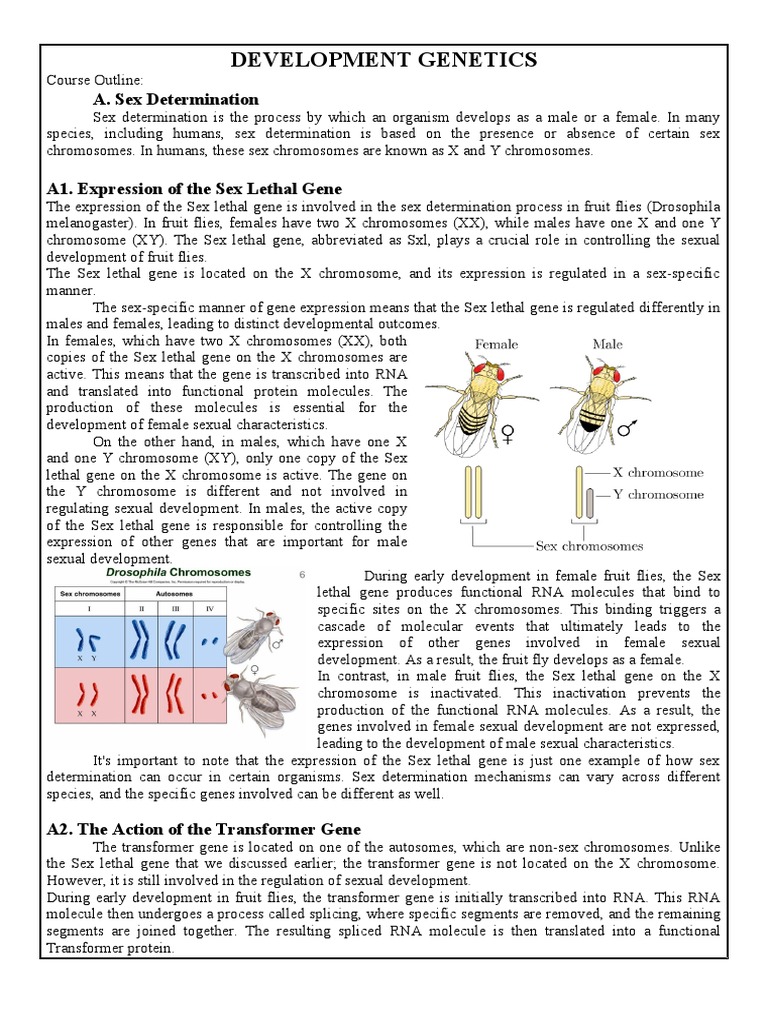 Development Genetics 1 Pdf Alternative Splicing Sex