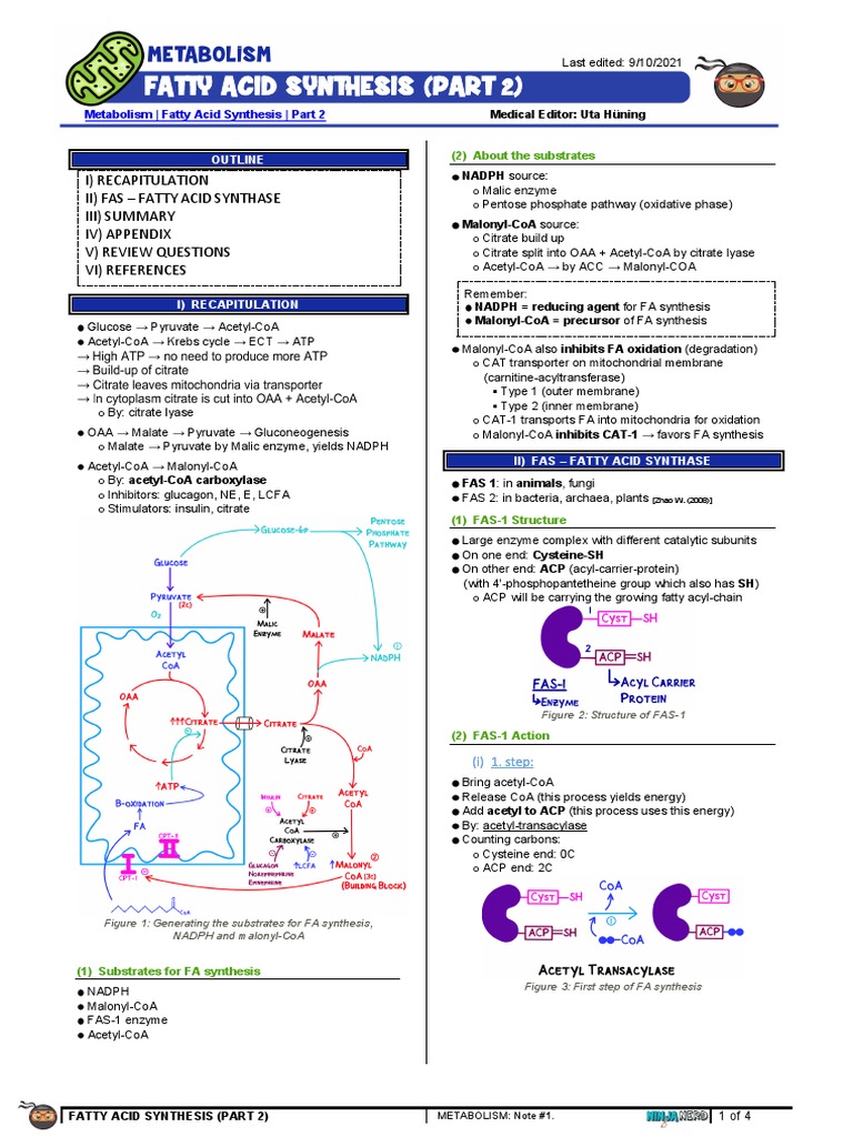 Fatty Acid Synthesis Part Two Atf | PDF | Biosynthesis | Organic Compounds