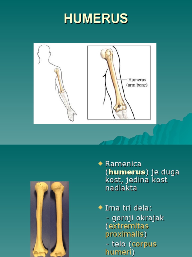 Humerus - 031029 | PDF