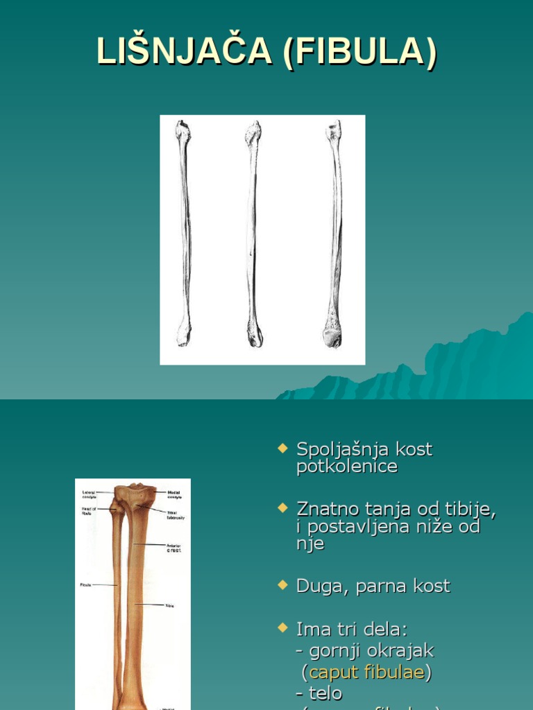 13. Fibula_031020 | PDF