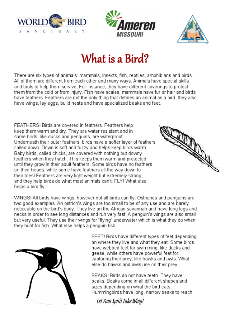 Birds | PDF | Birds | Beak