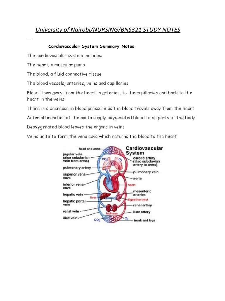 Cardiovascular System Study Notes | PDF | Artery | Heart