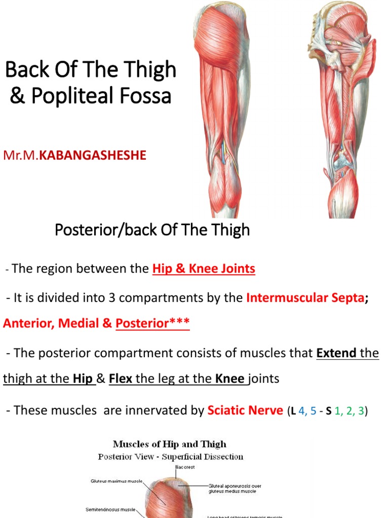 Anatomy of the Posterior Thigh Muscles | PDF | Human Leg | Knee
