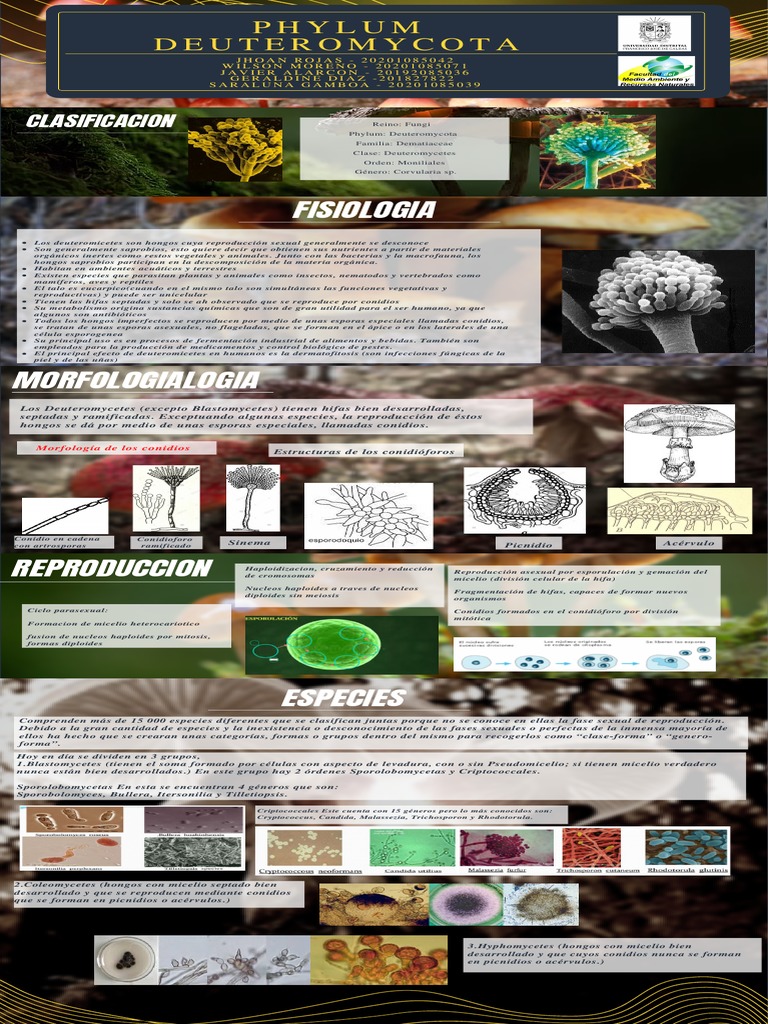 Phylum Deuteromycota | PDF | Hongo | Micología
