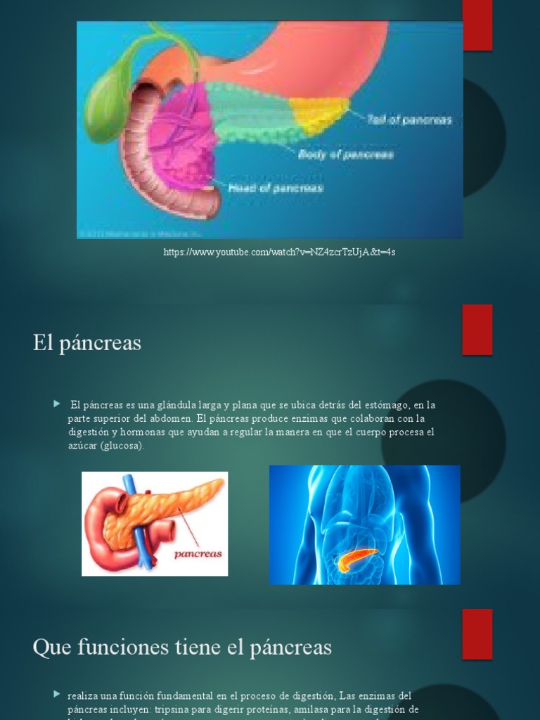 El Páncreas | PDF | Páncreas | Digestión