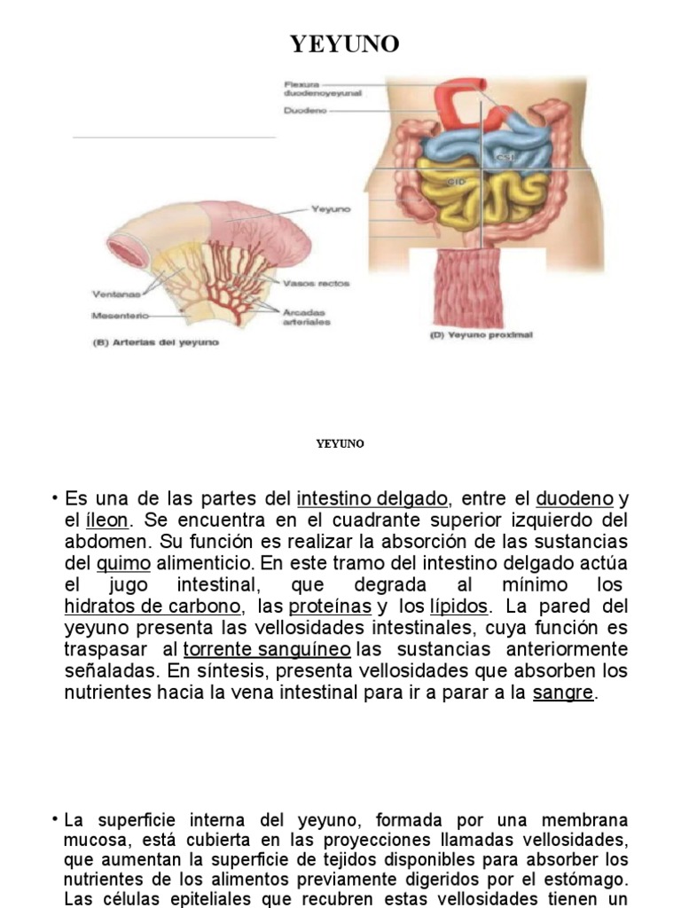 Función y anatomía del yeyuno | PDF | Intestino delgado | Anatomía