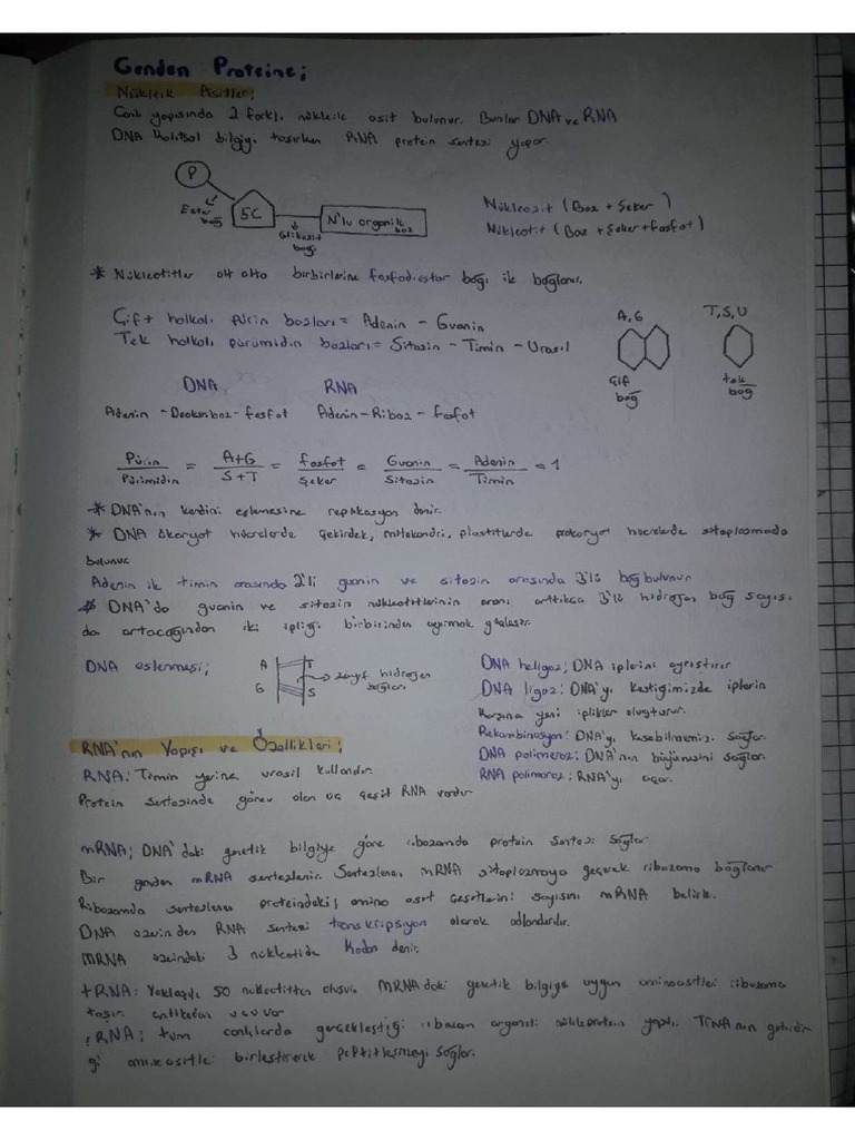Sınıf Ders Notları | PDF