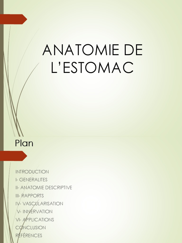 Anatomie de L'estomac | PDF