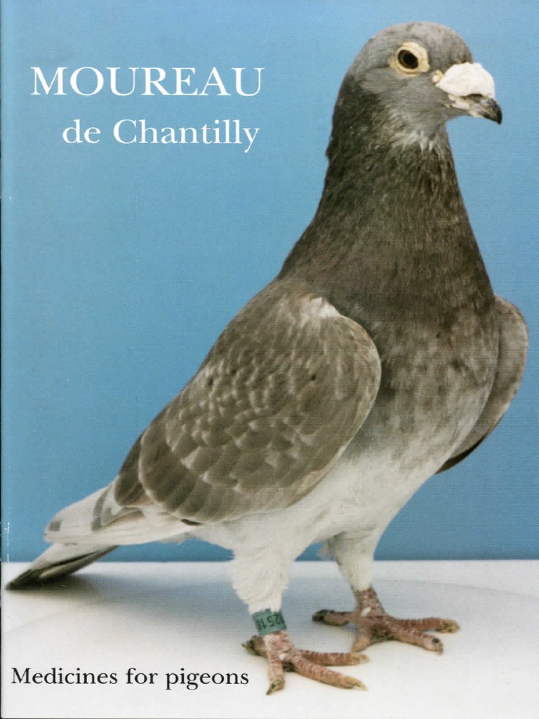 Brochure Maladies Pigeons | PDF