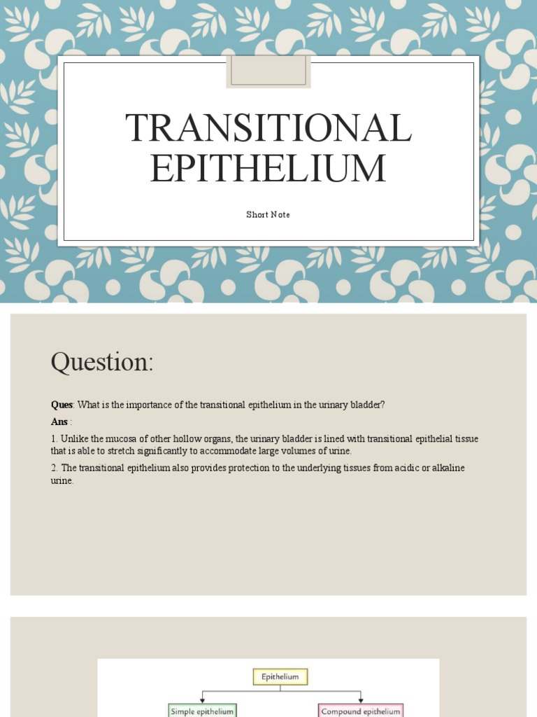 Transitional Epithelium in Bladder | PDF