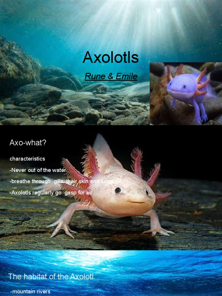 Axolotl ;) | PDF
