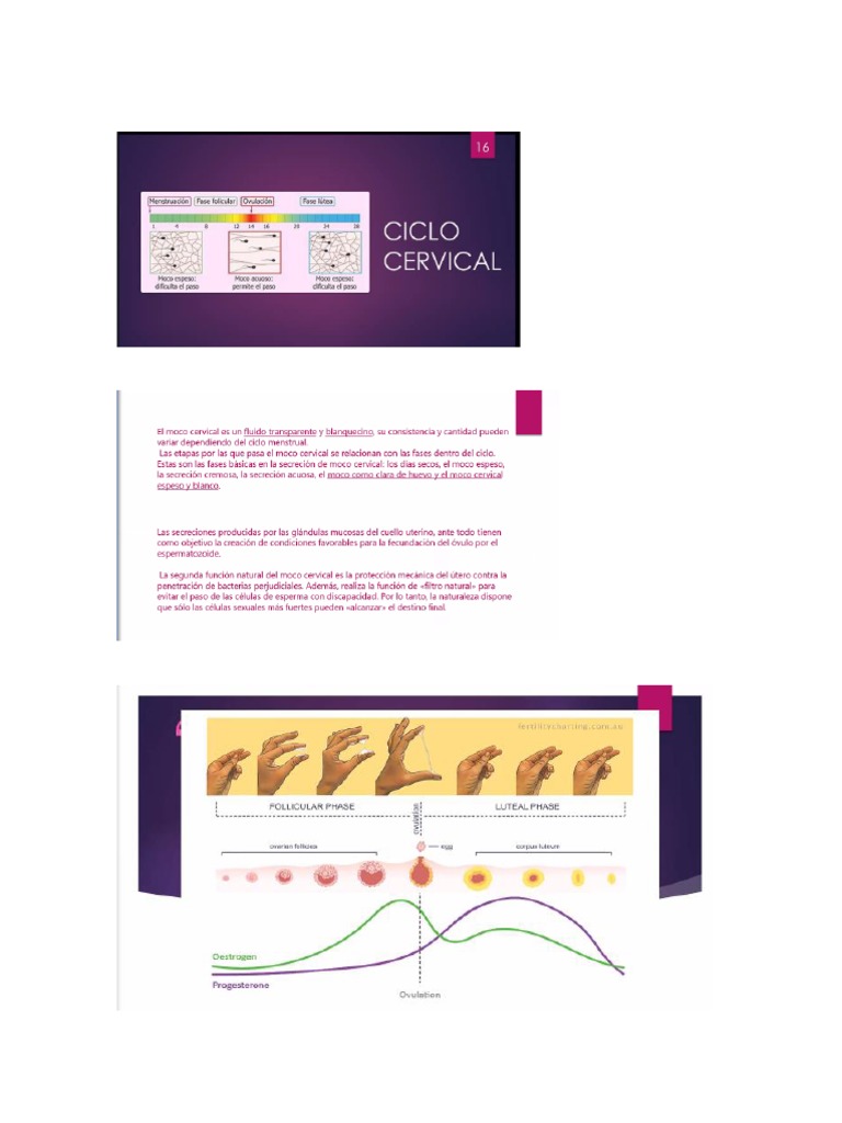 Ciclo Cervical | PDF