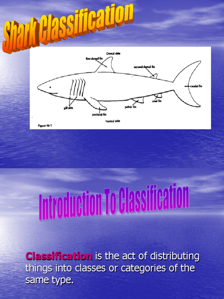 Shark Classification | PDF | Elasmobranchii | Fish