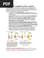 Motoneuronas Alfa y Gamma | PDF | Neurona motora | Músculo