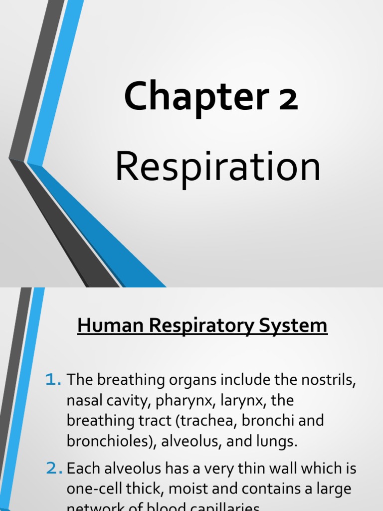Human Respiratory System Overview | PDF | Science & Mathematics
