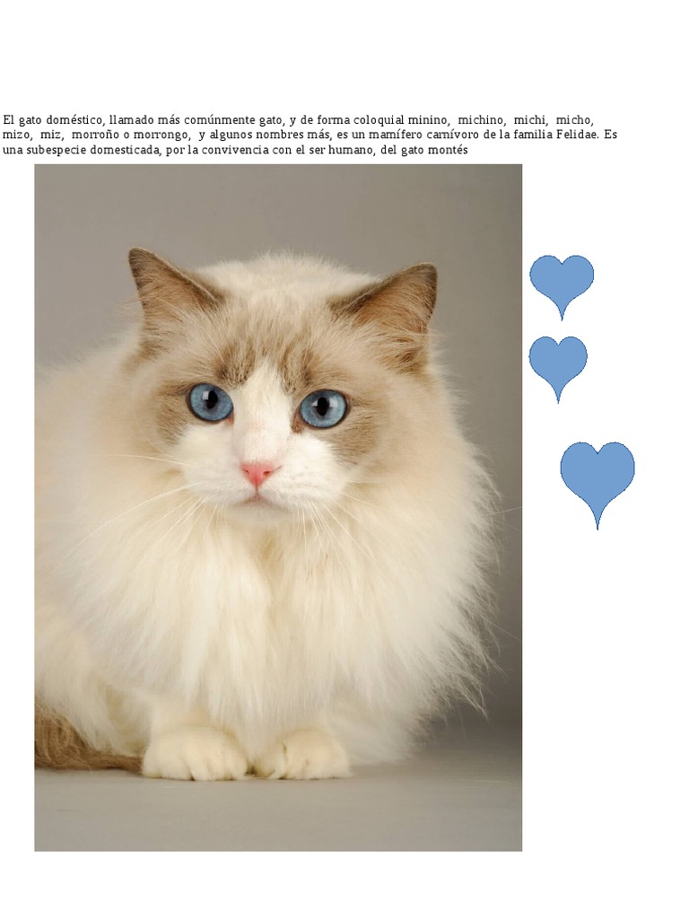 Gatos y Solo Gatos | PDF | Gatos | Animales domesticados