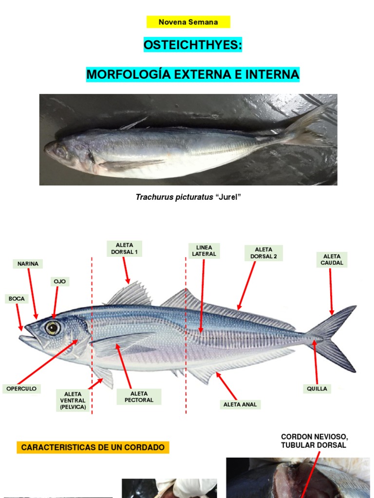 Clase Osteichthyes Morfologia Externa e Interna | PDF