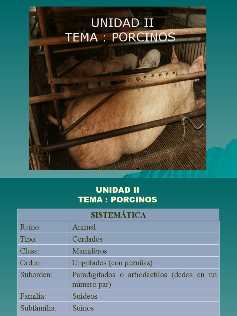 Unidad Ii Cerdos | PDF