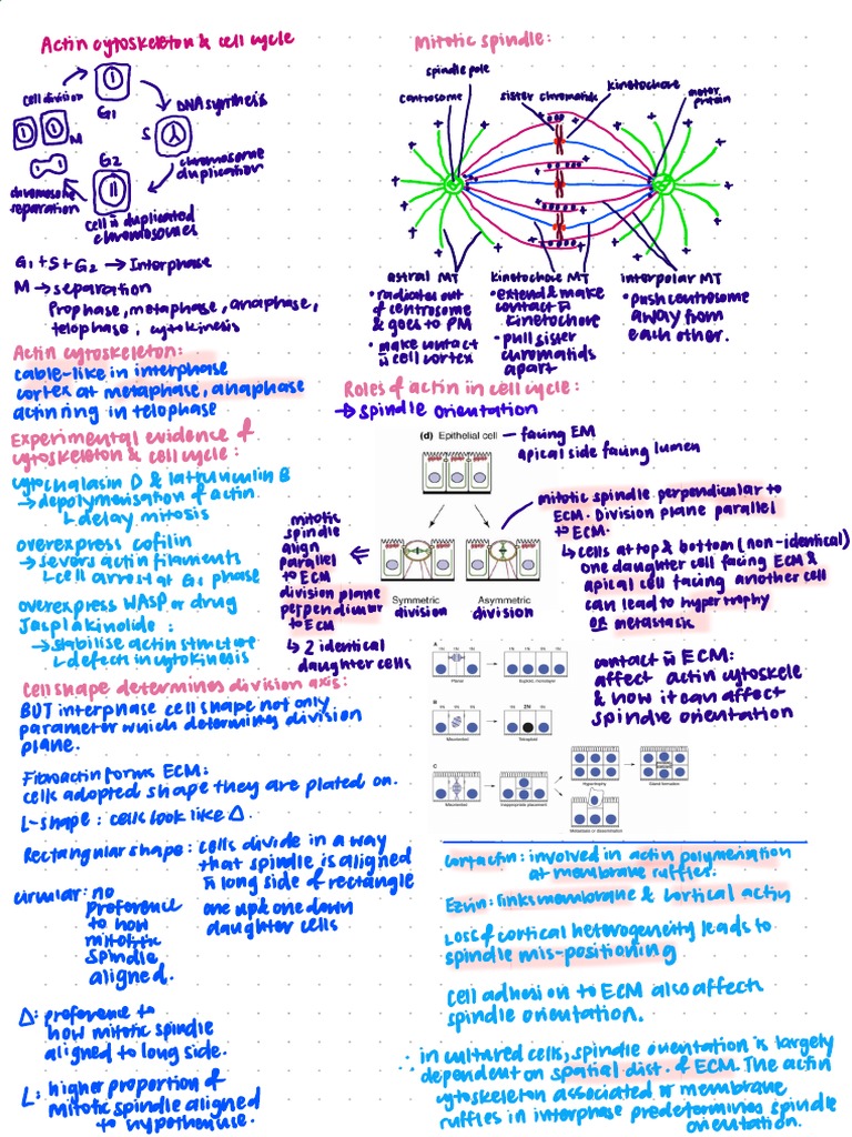 Cell Cycle Notes | PDF