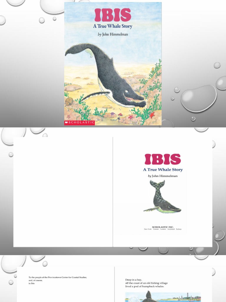 Ibis - A True Whale Story | PDF