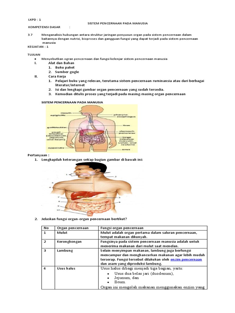 LKPD Sistem Pencernaan Pada Manusia Misbahuddin XI IPA 4 | PDF