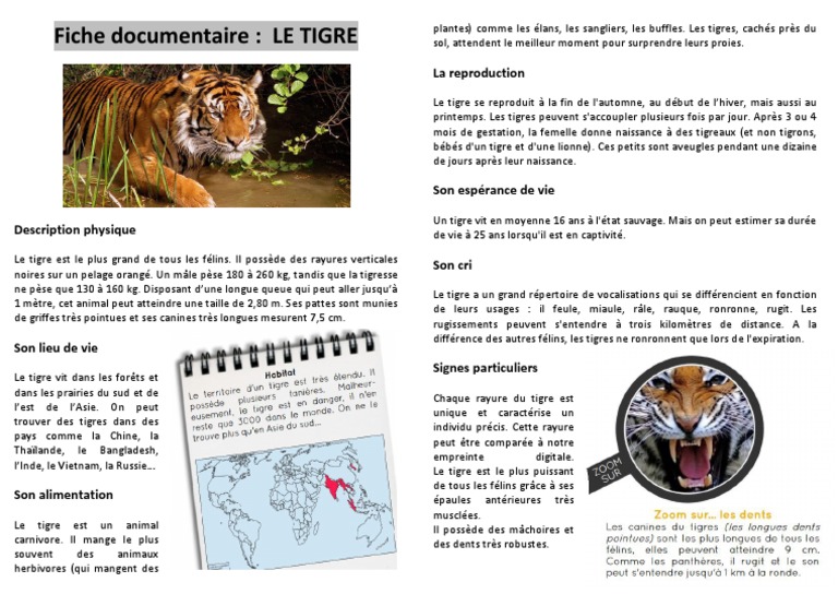 Fiche Documentaire Le Tigre | PDF | Tigre | Felidae