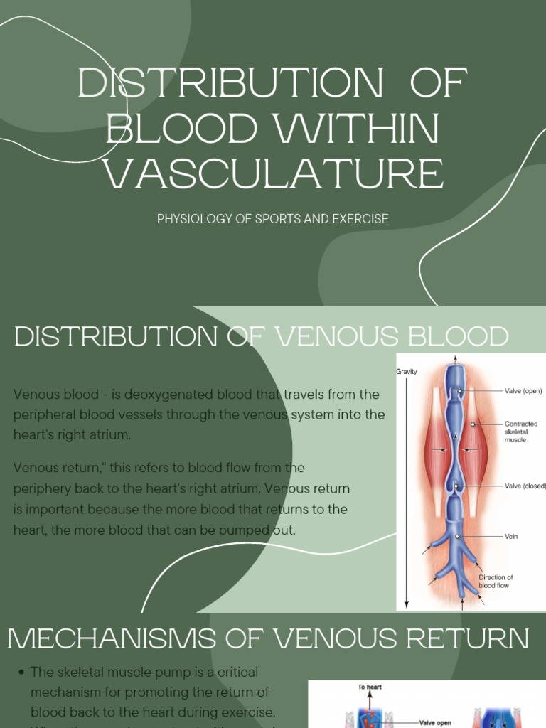 Distribution of Blood Within Vasculature | PDF | Self-Improvement ...