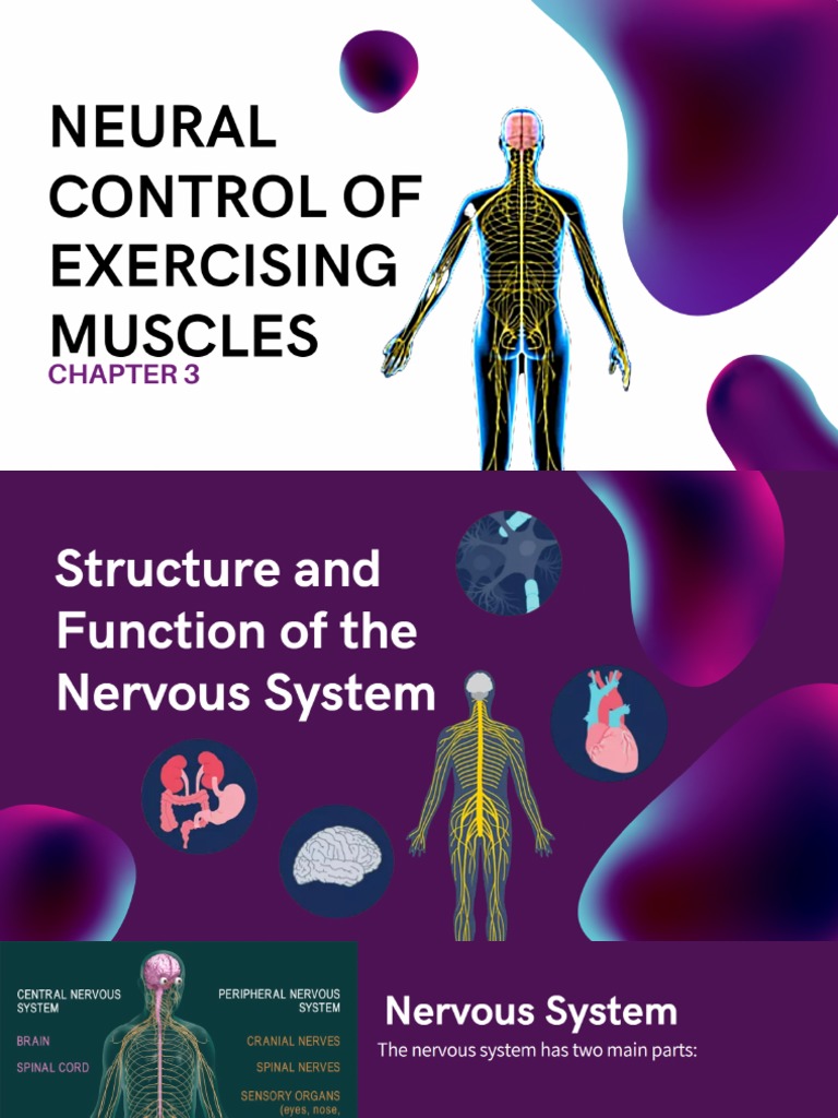 GROUP 3 Pt. 1 NEURAL CONTROL OF EXERCISING MUSCLES | PDF