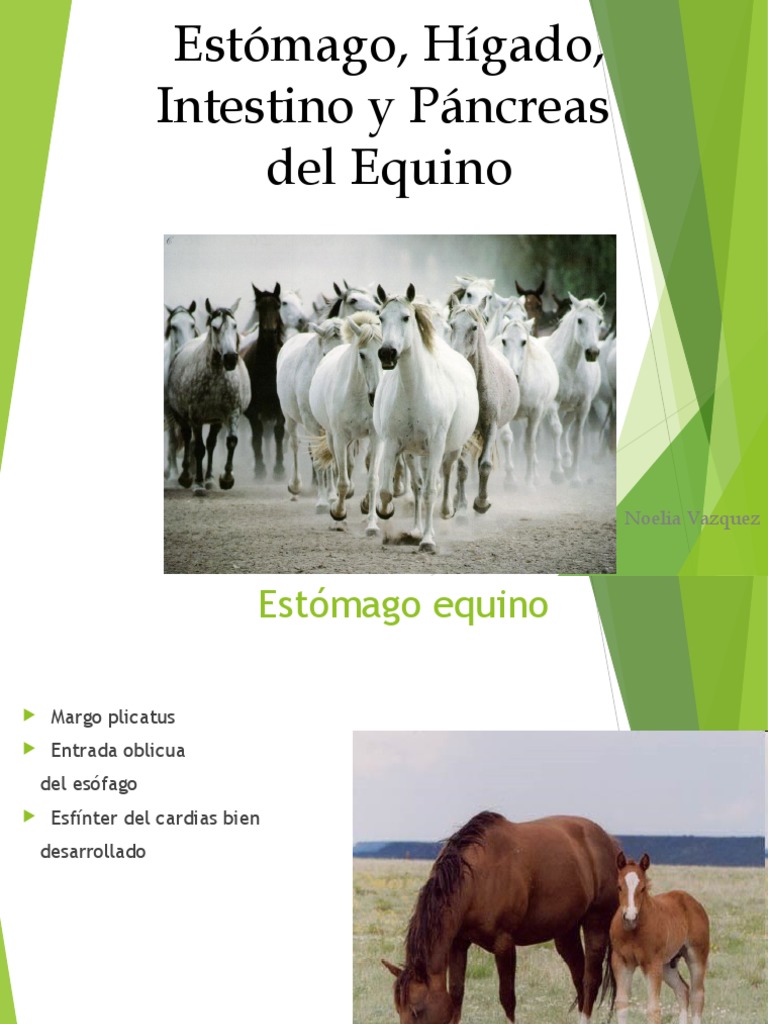 EstÃ Mago, HÃ Gado, Intestino y PÃ¡ncreas Del Equino | PDF | Salud y ...