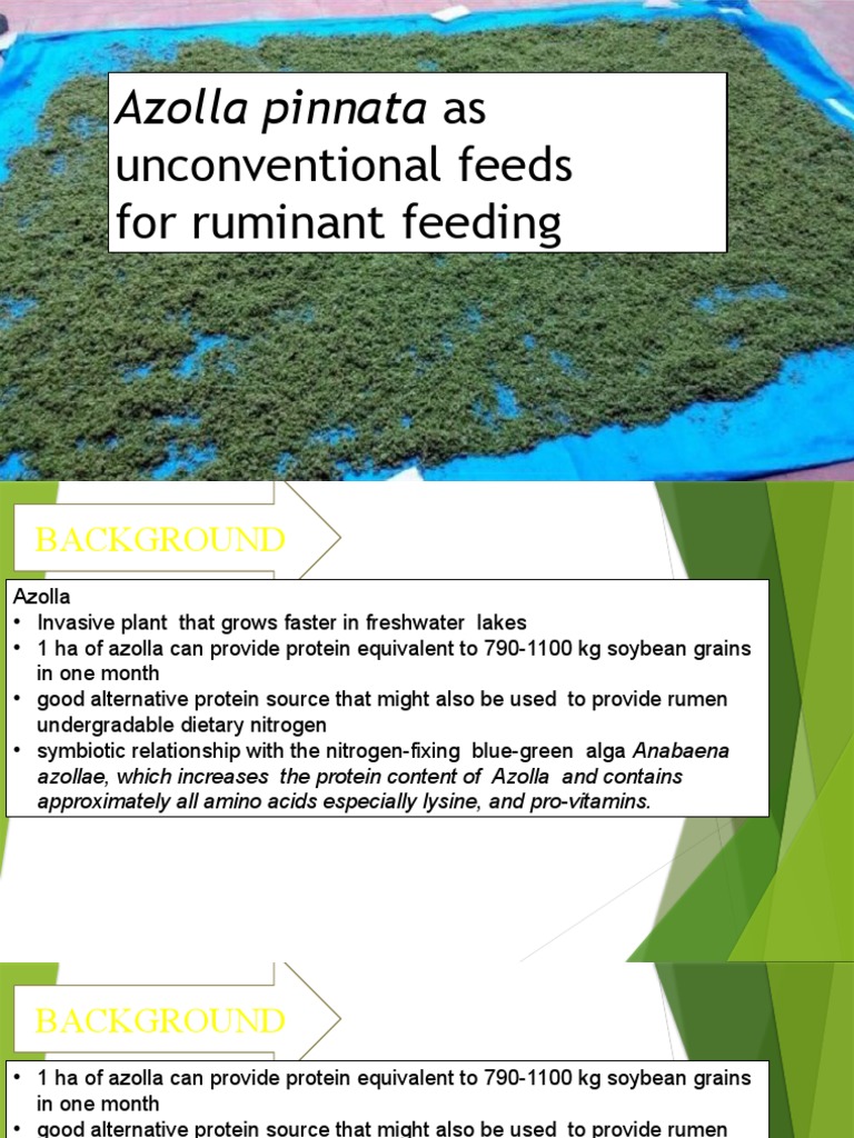 Azolla | PDF | Dairy Cattle | Soil
