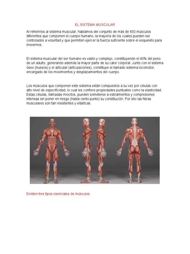 El Sistema Muscular | PDF | Músculo | Anatomía