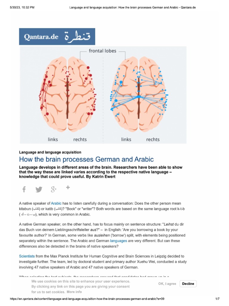 How The Brain Processes German and Arabic | PDF