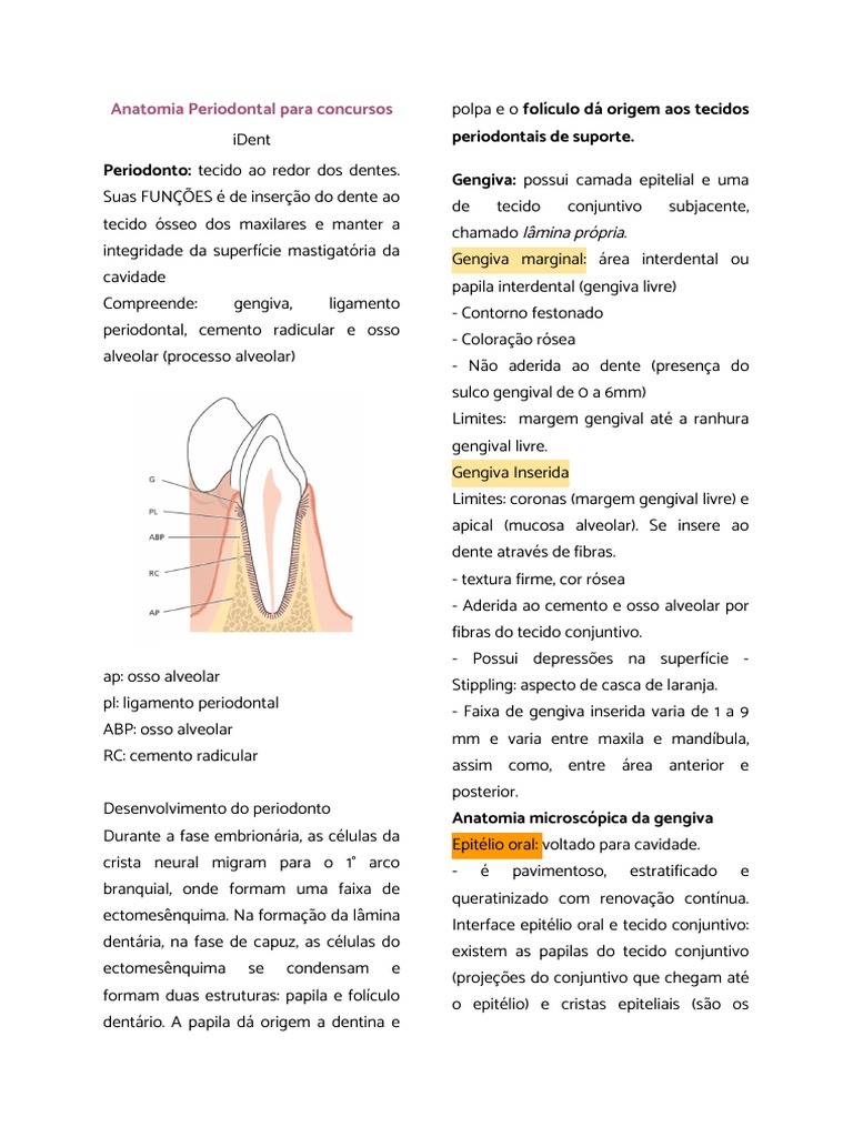 Anatomia do Periodonto para Concursos | PDF | Osso | Boca