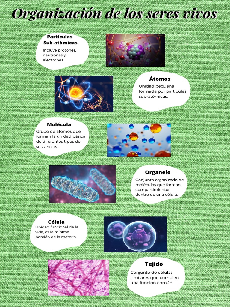 CYT - Organización de los seres vivos (1).. | PDF