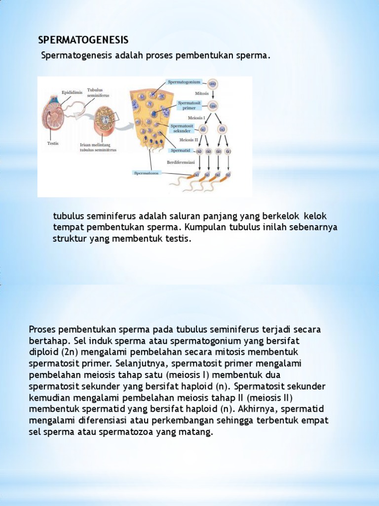 Spermatogenesis | PDF