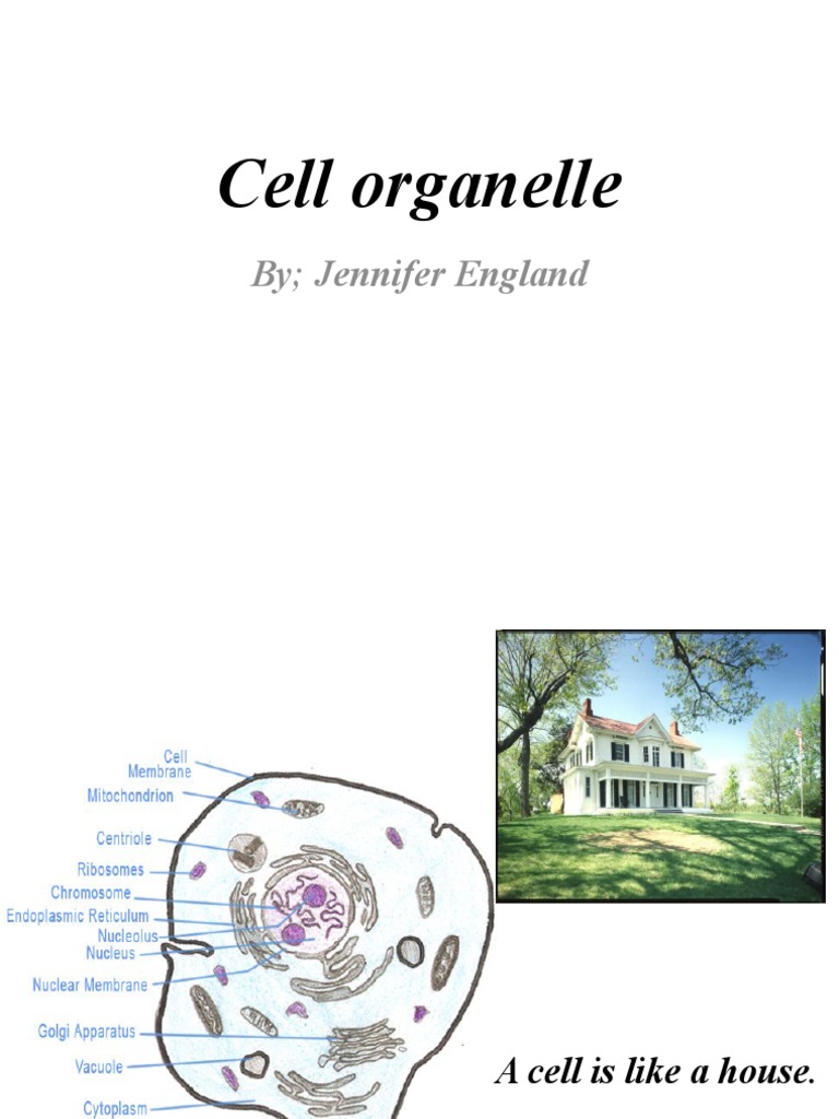 Cell Organelles as House Components | PDF | Science & Mathematics