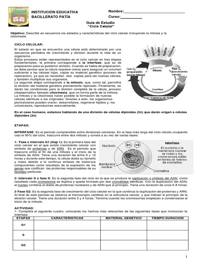 Guía de Estudio: Ciclo Celular | PDF | Mitosis | Ciclo celular