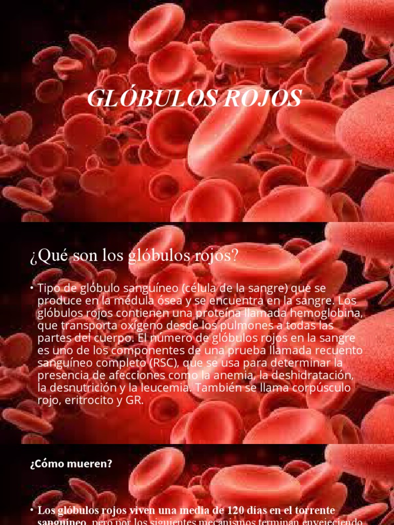 Glóbulos Rojos | PDF | Sangre | Glóbulo rojo
