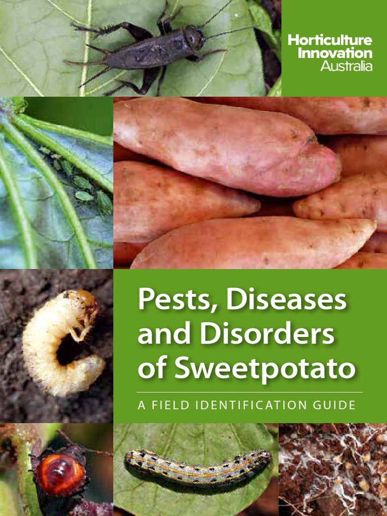 Sweet Potato Pest and Disease Guide | PDF | Beetle | Insects