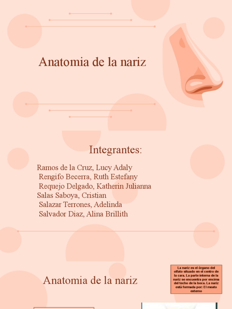 Anatomia de La Nariz 2 | PDF | Nariz humana | Sistema musculoesquelético
